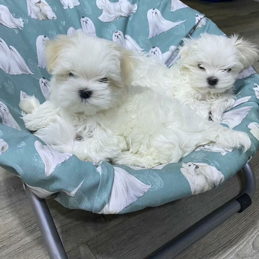 Курносые мальтезе с документами РКФ