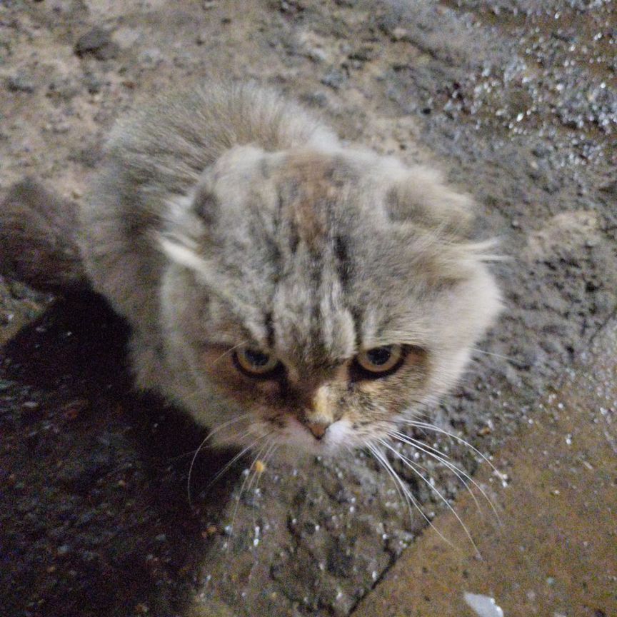 Найден вислоухий кот