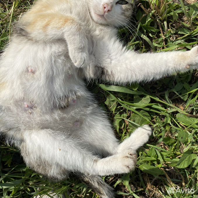 Кошка Люся ищет дом