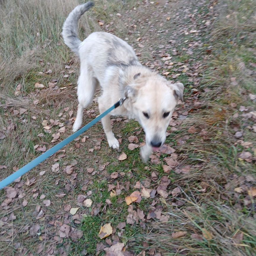 Собака в добрые и ответственные ручки