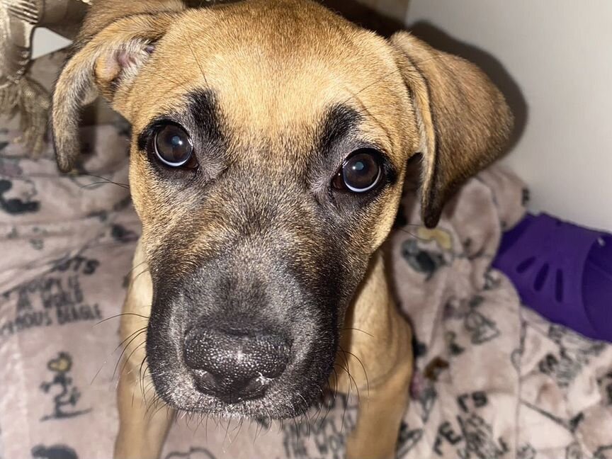 Щенок амстафорд