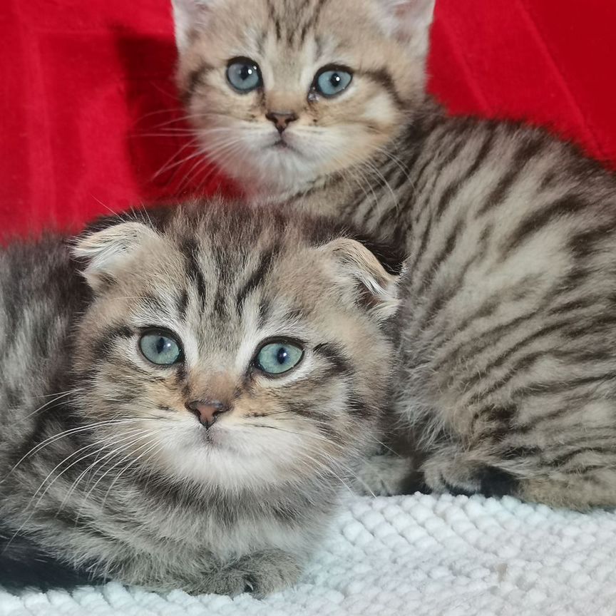 Скоттиш фолд. Тигр