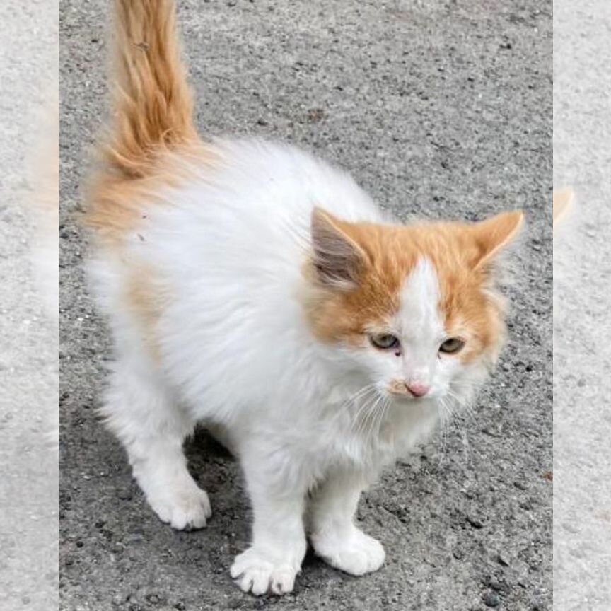 Котята мальчик и девочка 3 мес