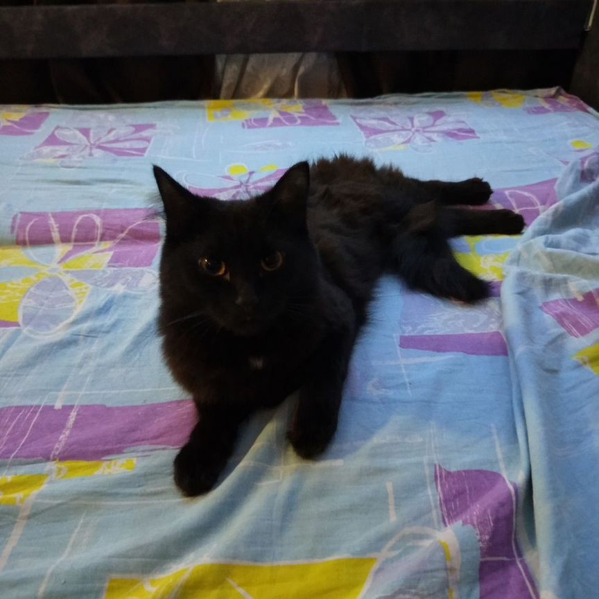 Вязка с кошкой