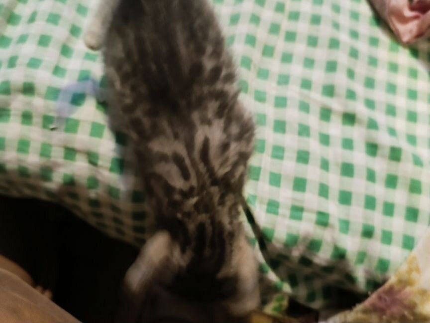 Бенгальские котята