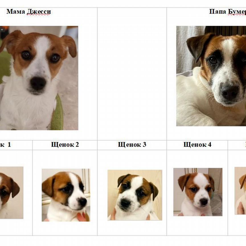 Очень умные и весёлые щенки Джек Расcел Tеpьеp