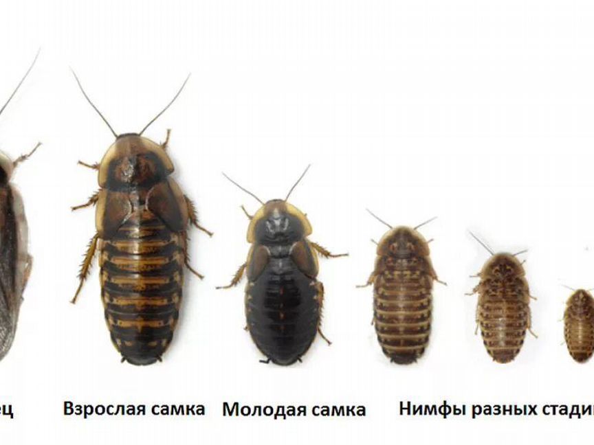 Аргентинские тараканы