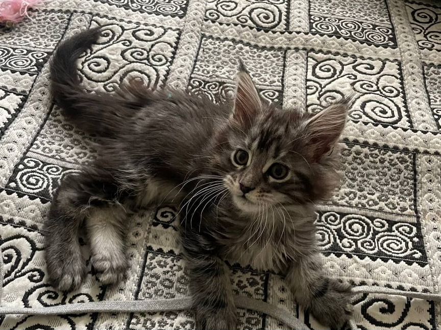 Котенок мейн-кун