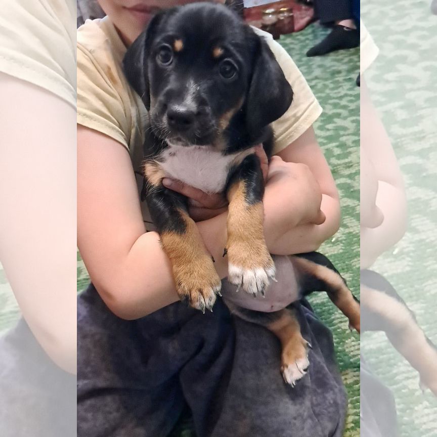 Щенок в добрые руки