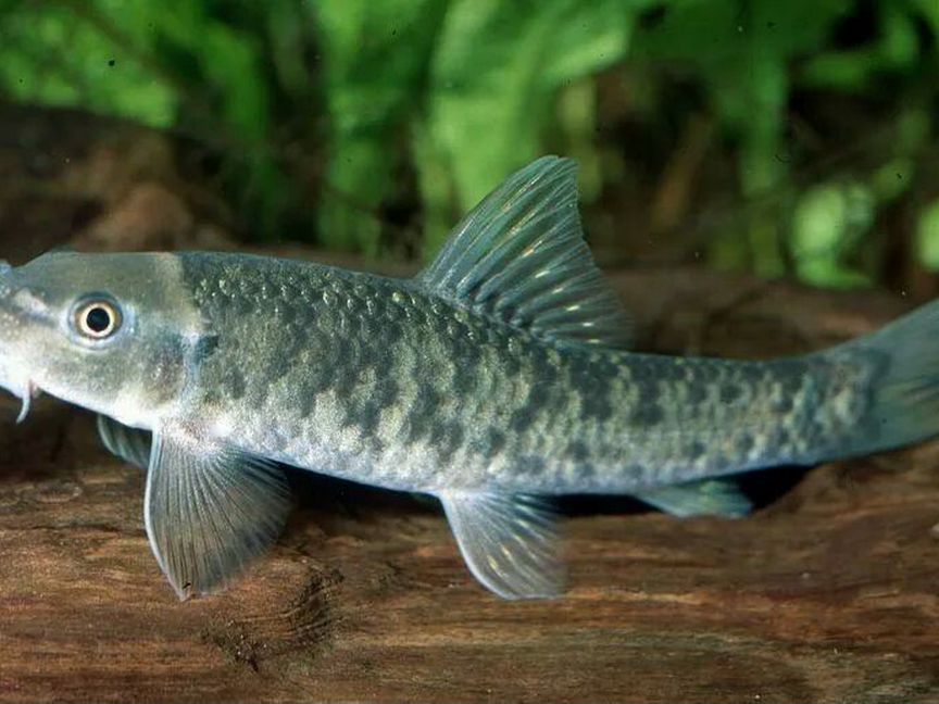 Рыбка гарра руфа