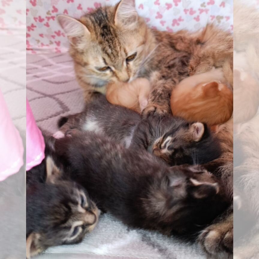 Котята в добрые руки