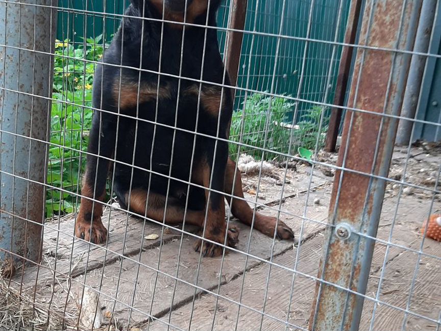 Кабель на случку