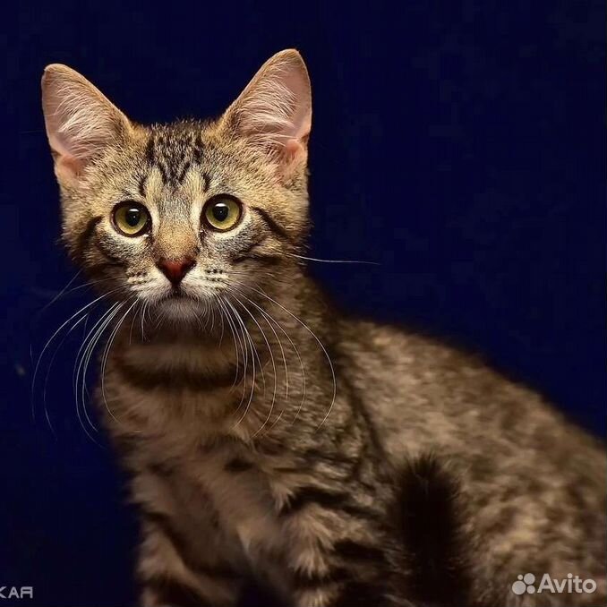 Енисей,ищет дом