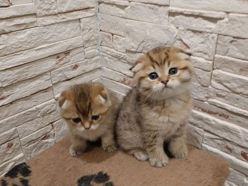 Шотландские золотистые котята
