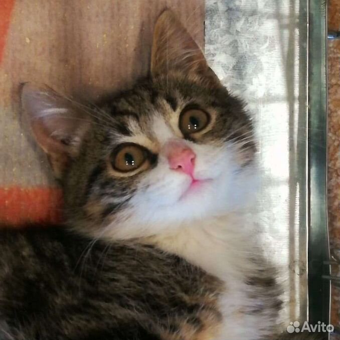 Котенок Оскар