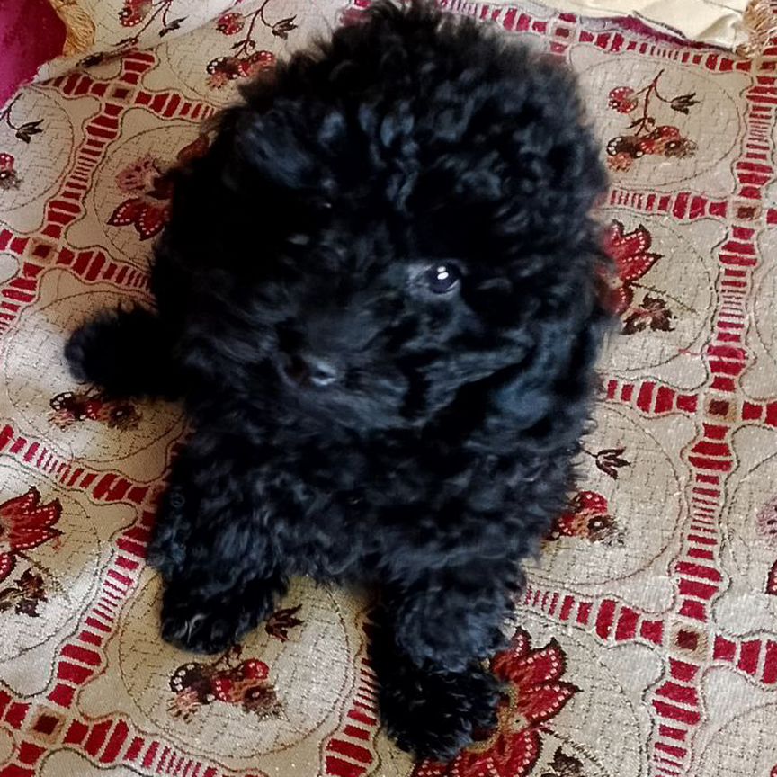 Той-пудель, щенок