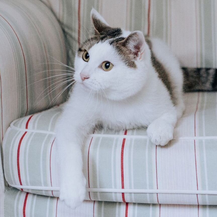 Кот Тишка