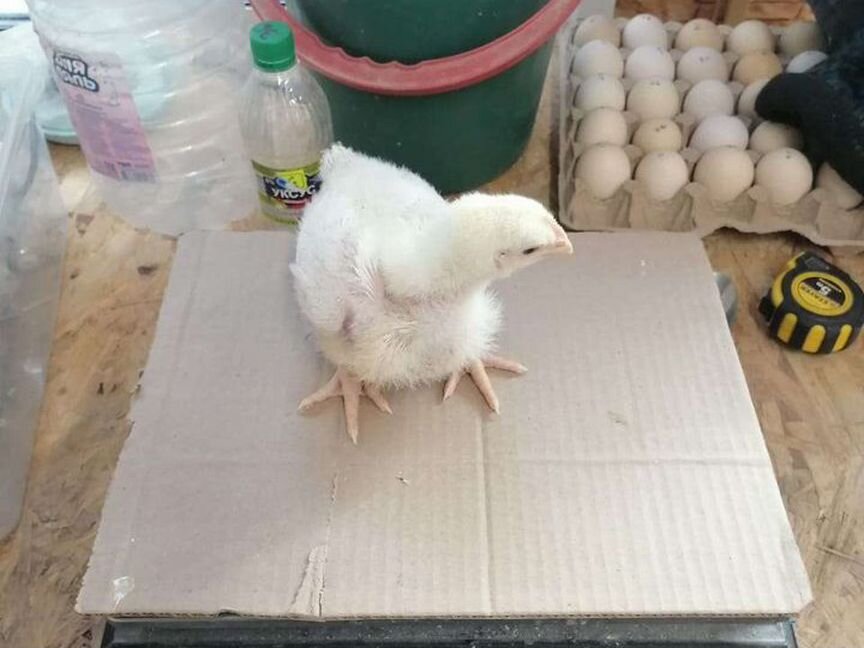 Цыплята бройлеров