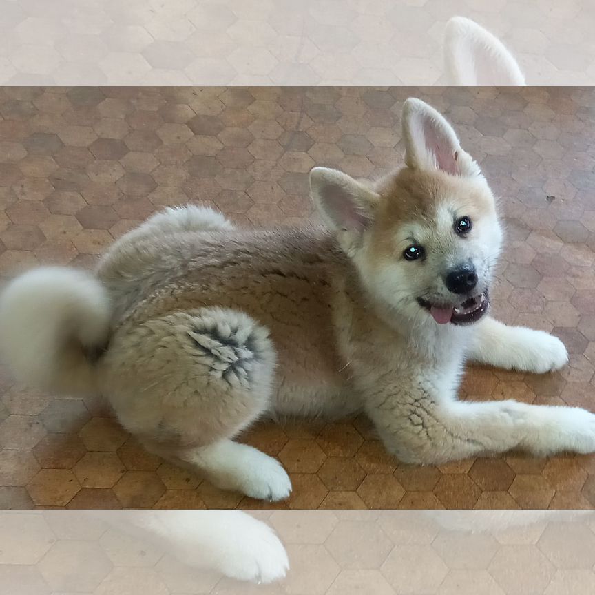 Акита-ину, щенок