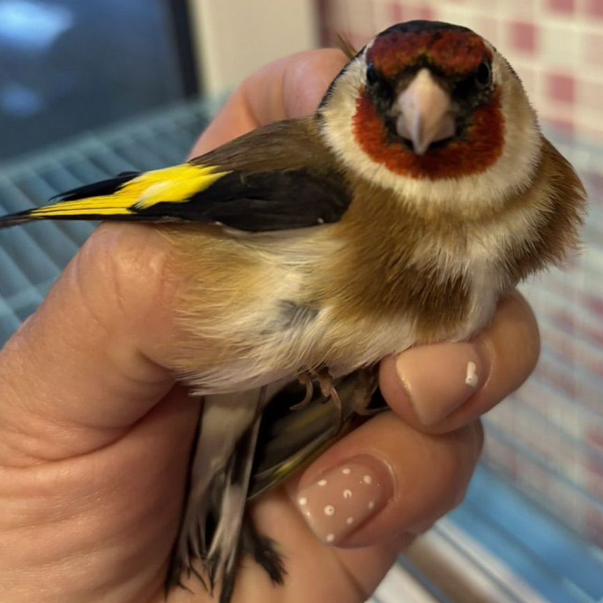 Чижи щеглы певчие птицы