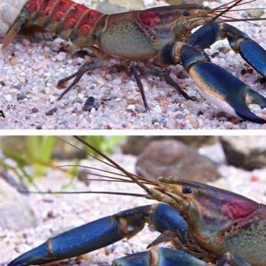 Раки Cherax warsamsonicus "Розовый Корал"