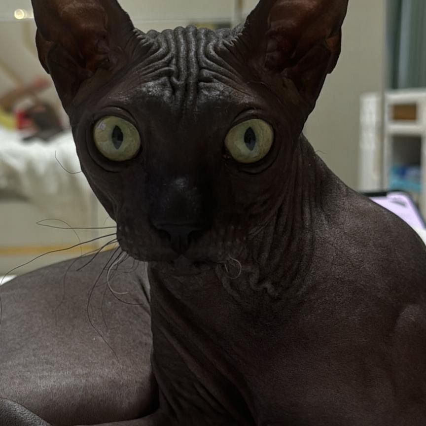 Кот посуточник