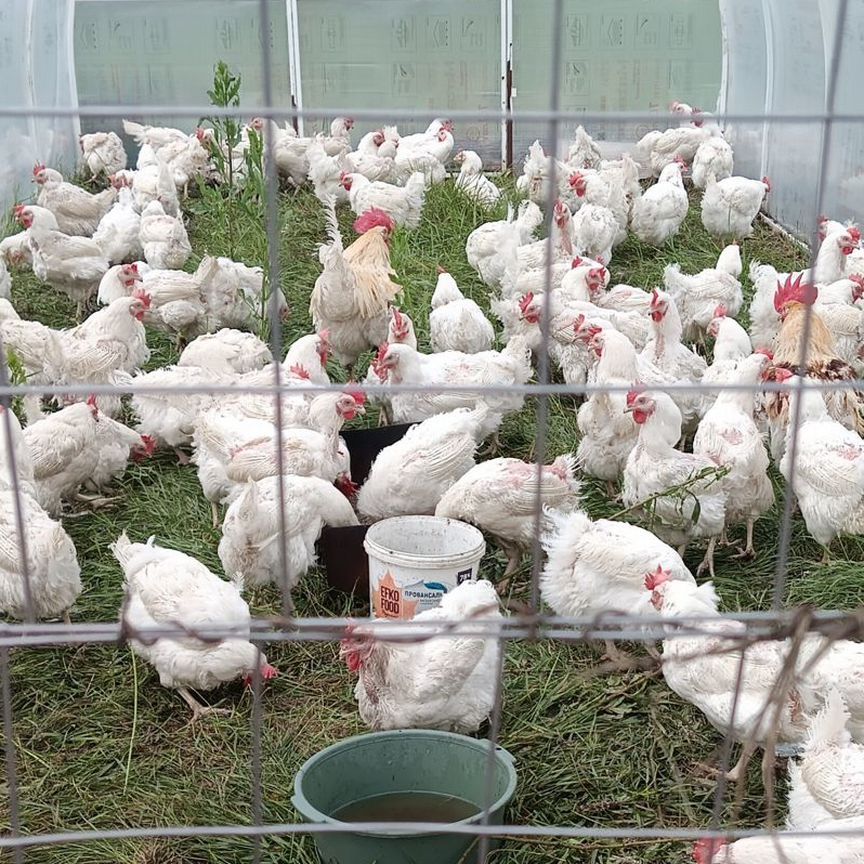 Куры несушки продам