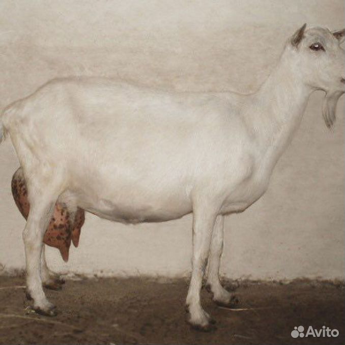 Зааненская дойная коза