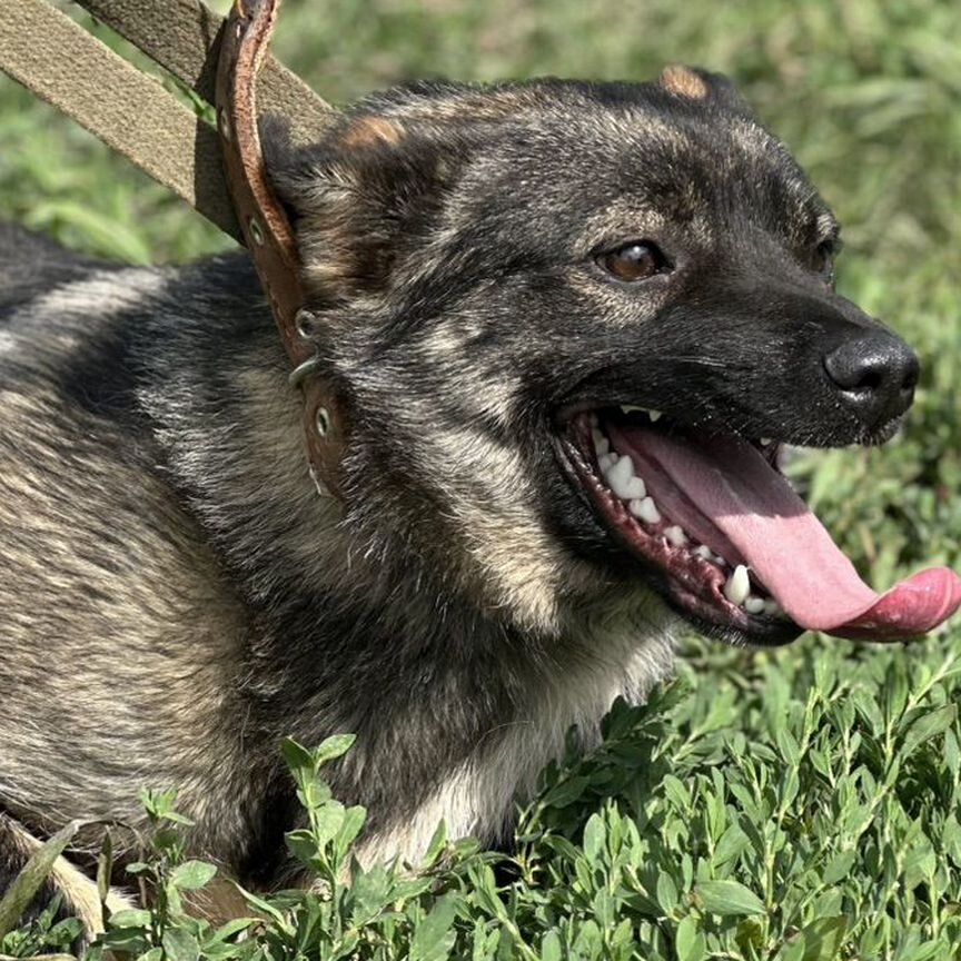 Взрослый пёс в добрые руки