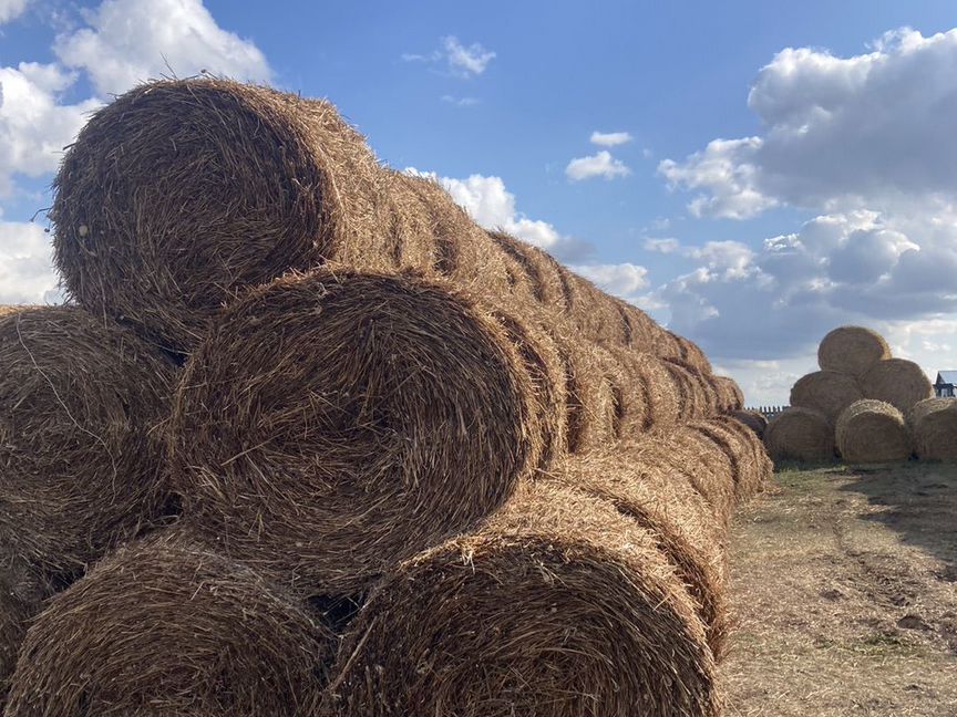 Сено солома в рулона