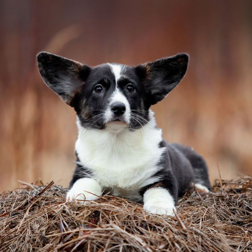 Вельш корги кардиган