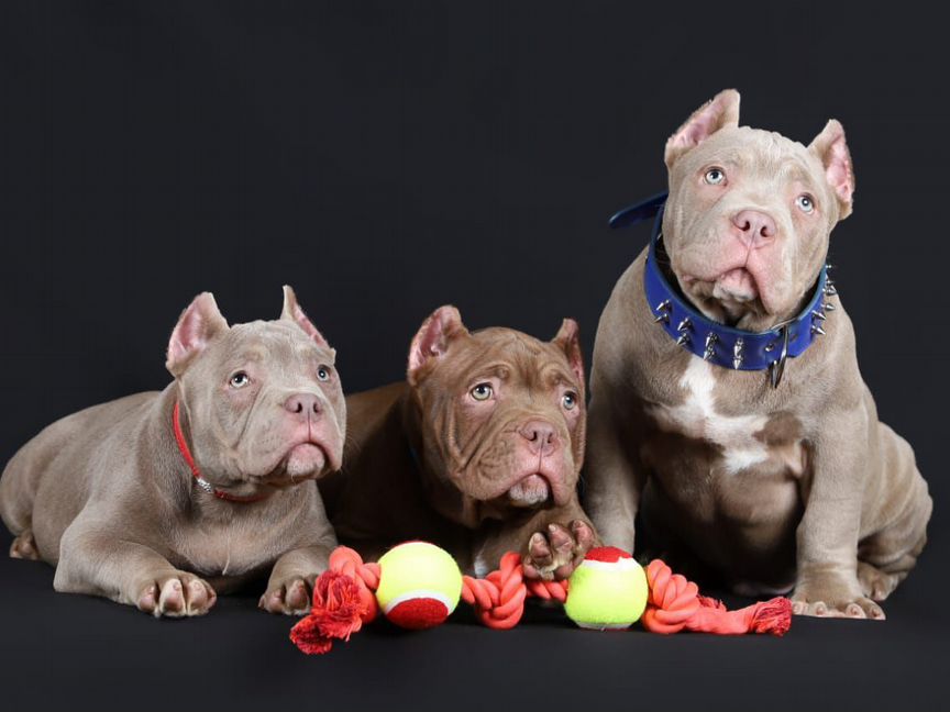 Американский булли покет щенки