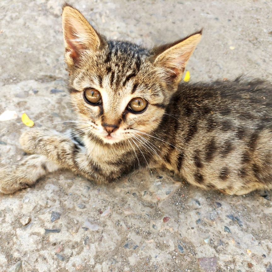 Котенок Колобочек в добрые ручки