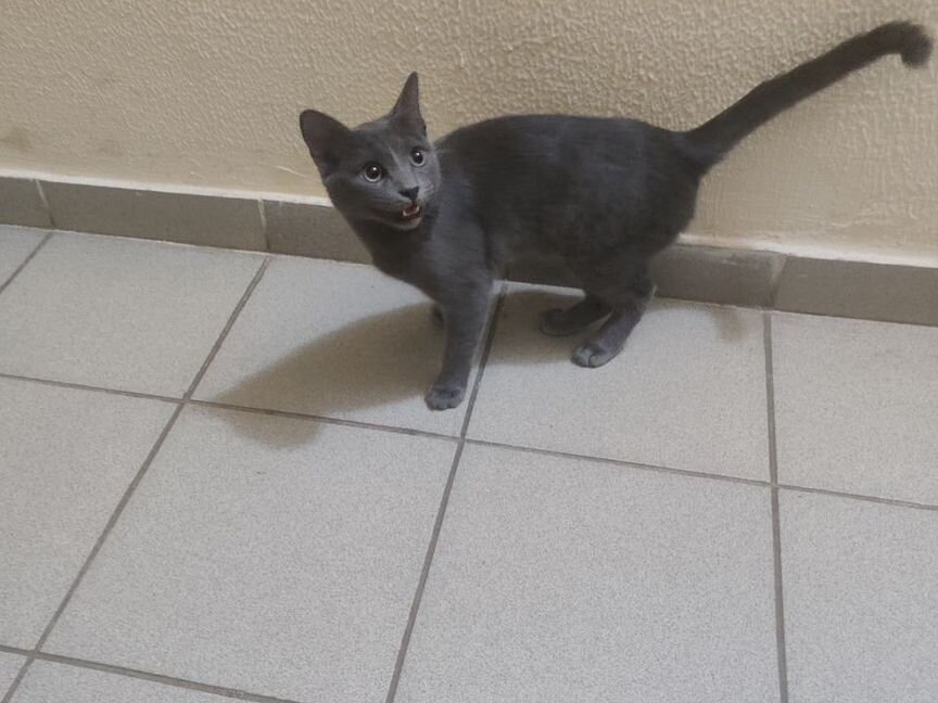 Найдена кошка