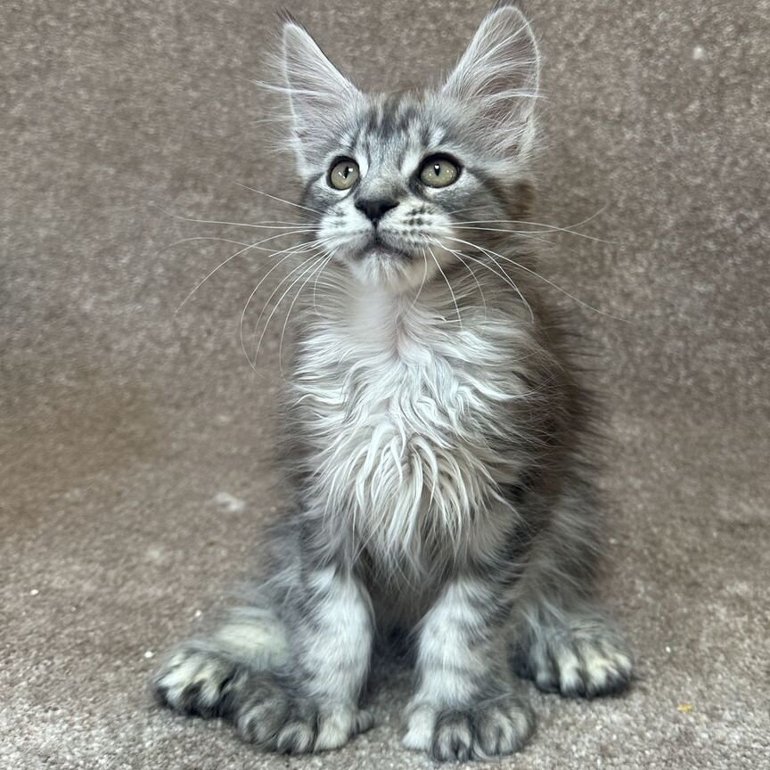 Мейн-кун котёнок