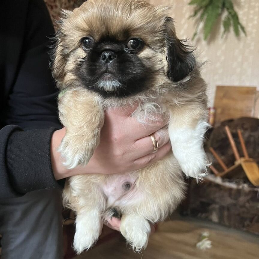 Щенки пекинеса