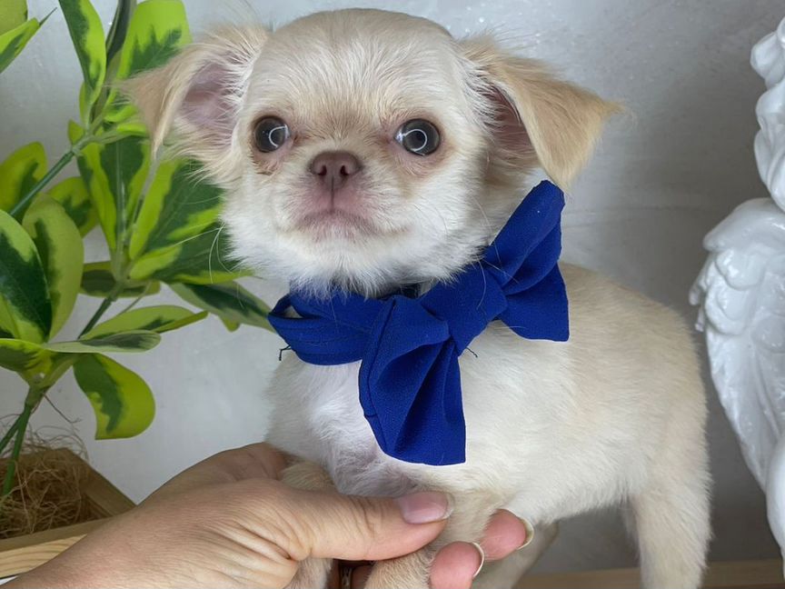 Мини чихуахуа мальчик крем