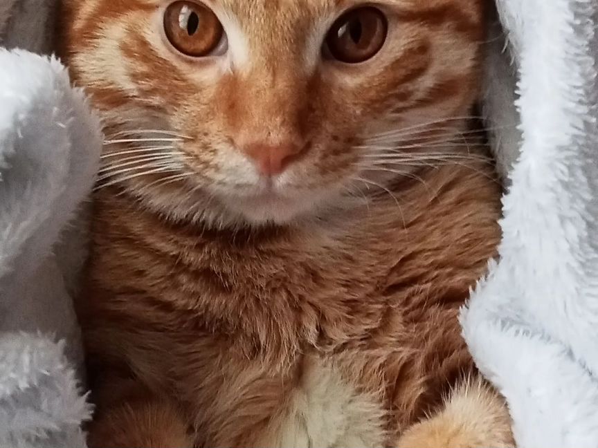 Коты для вязки