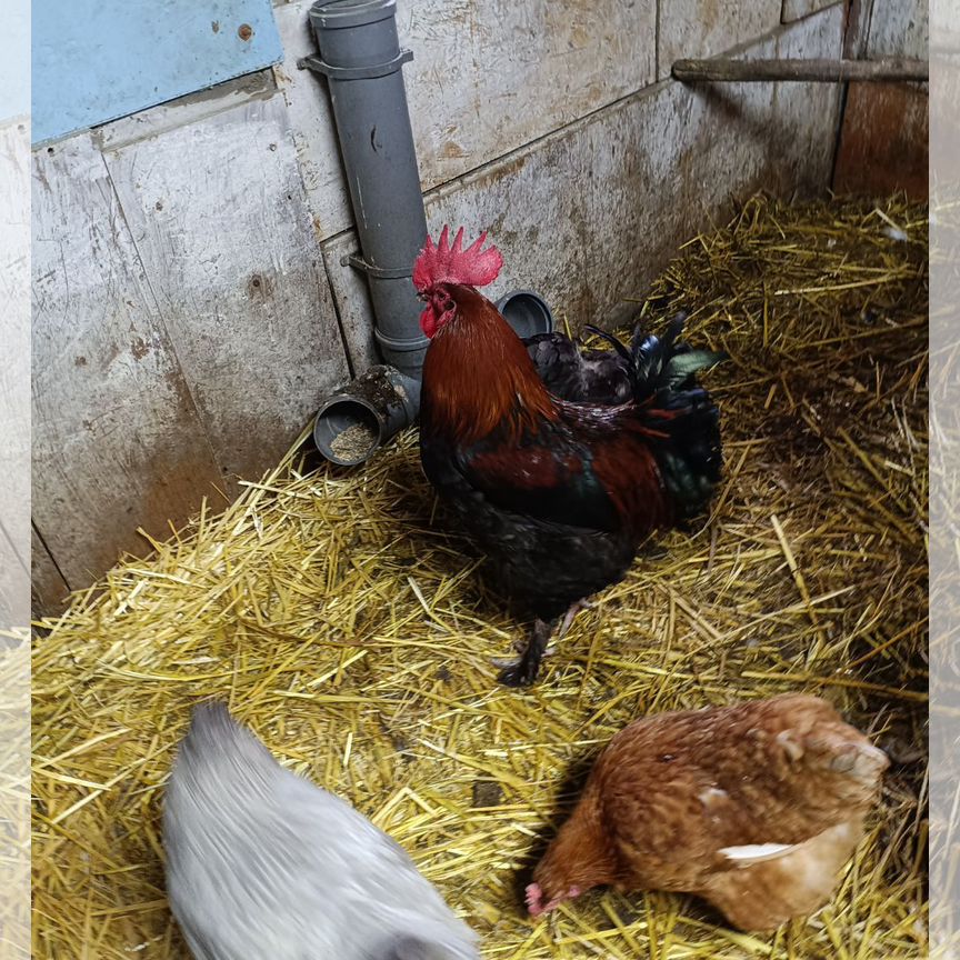 Продам семью кур породистых