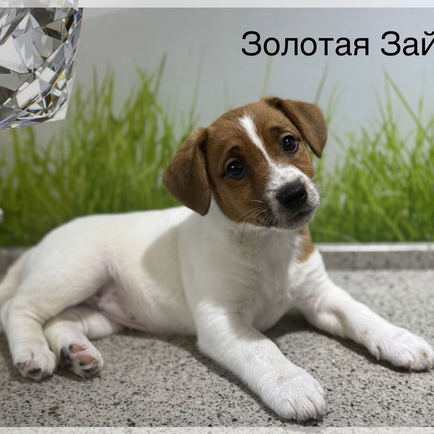 Джек-рассел-терьер, щенок