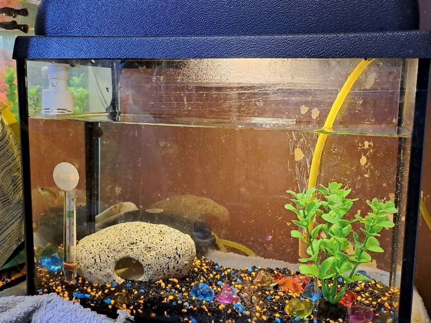 Аквариум с рыбками