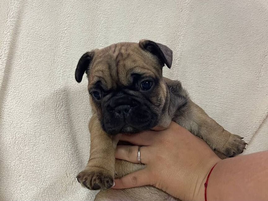 Щенок французского будьдога