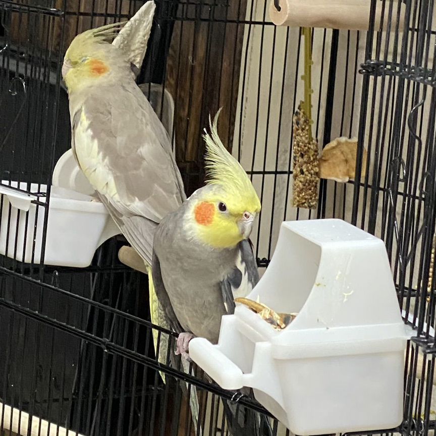 Попугаи коррелы