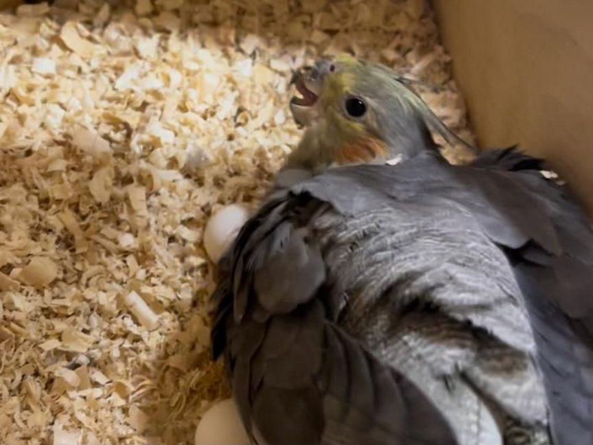 Попугай карелла пара