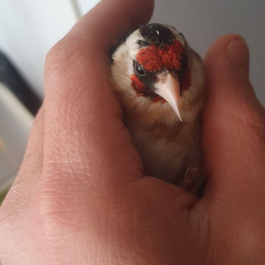 Лесные птички щеглы