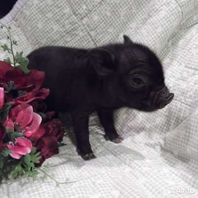 Хрюшки-очаровашки