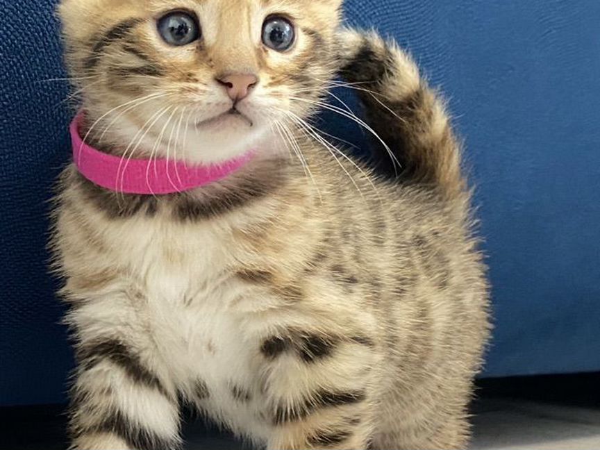 Бенгальские котята