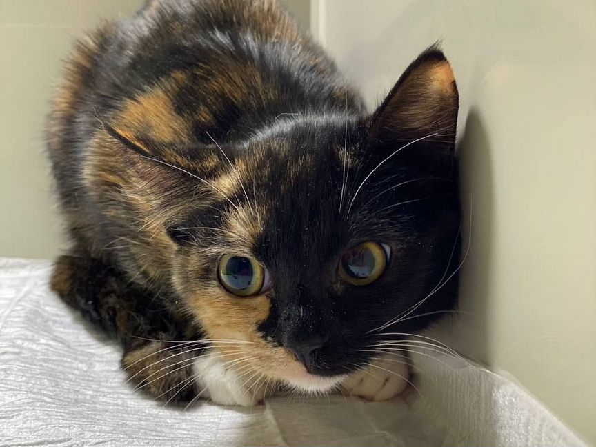 Котенок девочка трехцветная вдобрые руки бесплатно