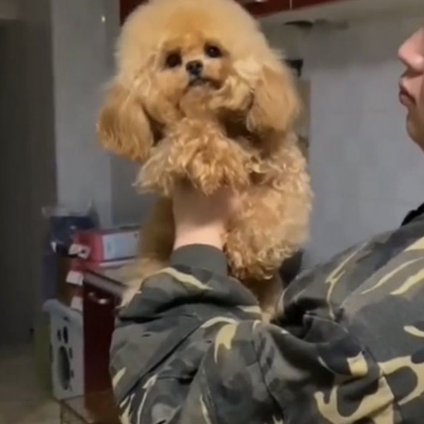 Взрослый пёс от частного владельца