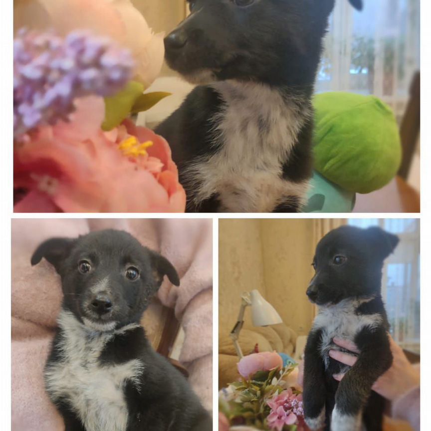 Щенок в добрые руки